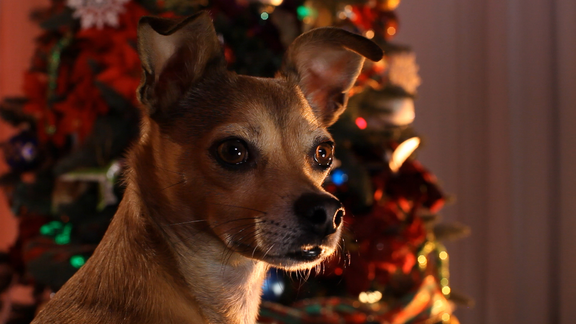 "Merry Christmas Officer Hansel" (the Movie)